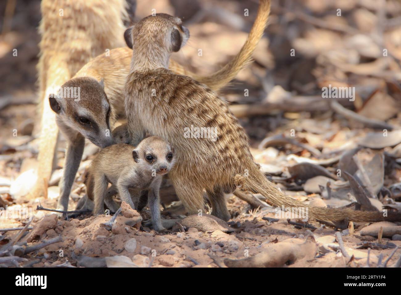 Adult Meerkat or Suricate with youngster, Kgalagadi, Kalahari, South ...
