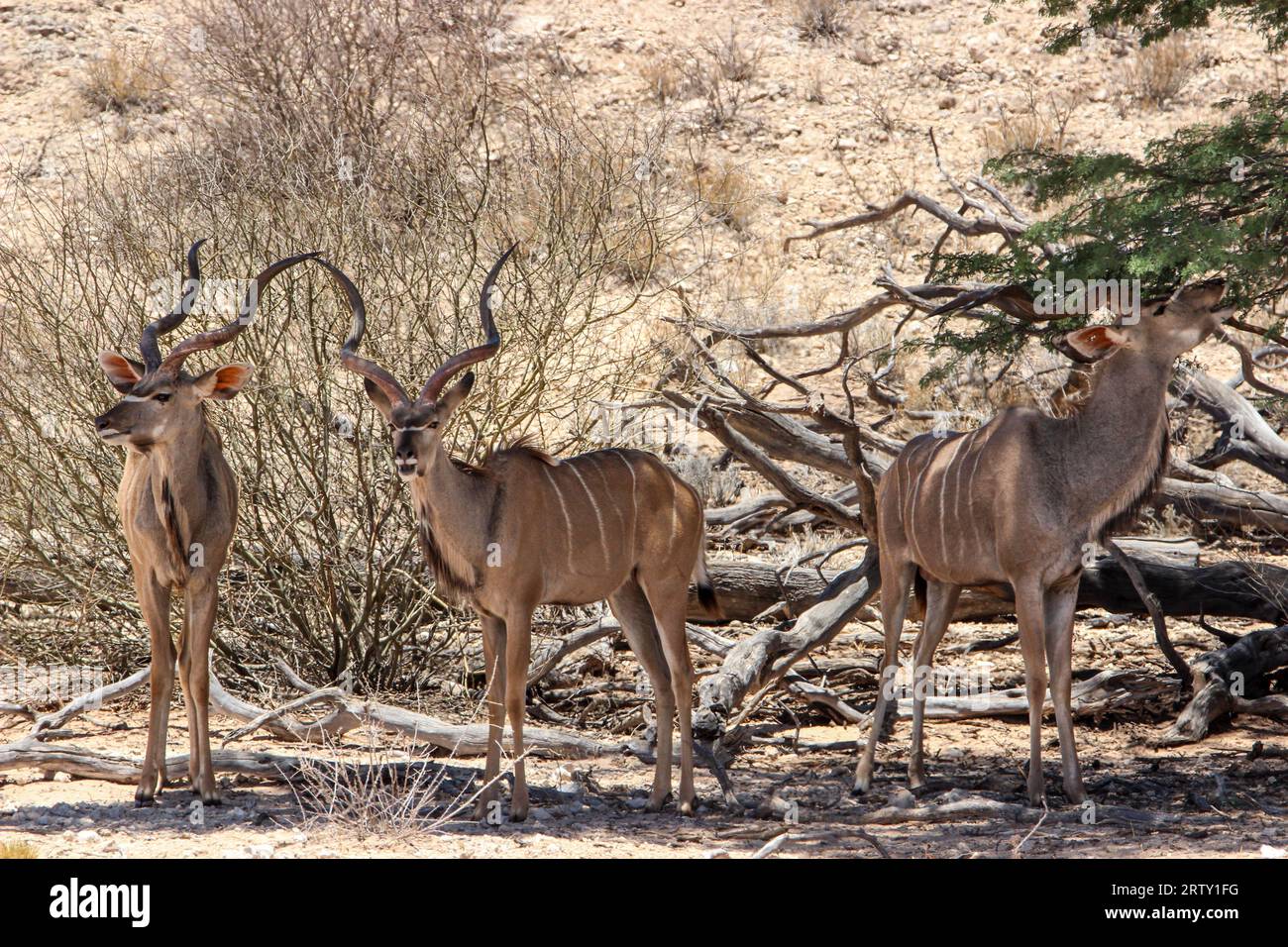 Kudu under a tree in the Kgalagadi, Kalahari Stock Photo - Alamy