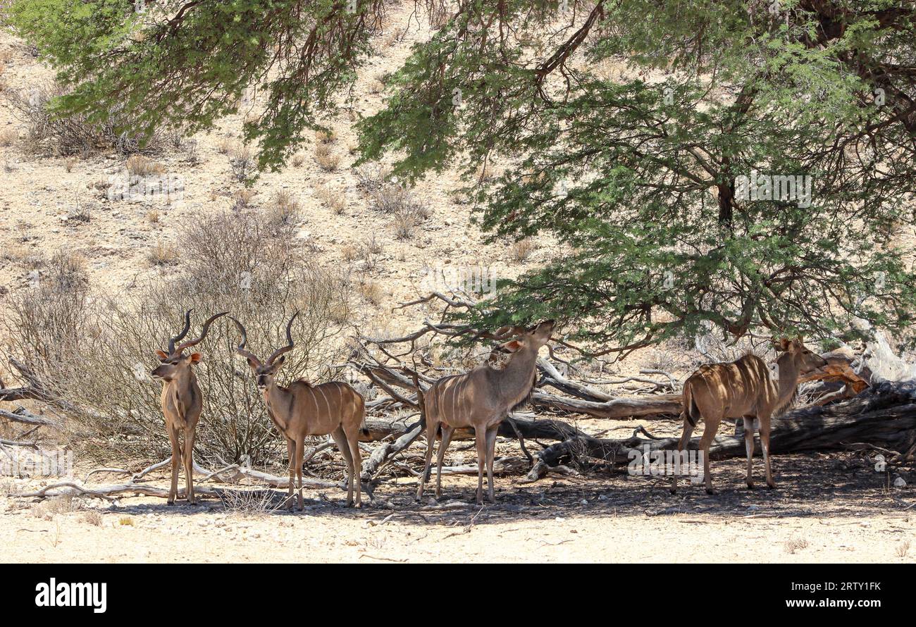 Kudu under a tree in the Kgalagadi, Kalahari Stock Photo - Alamy