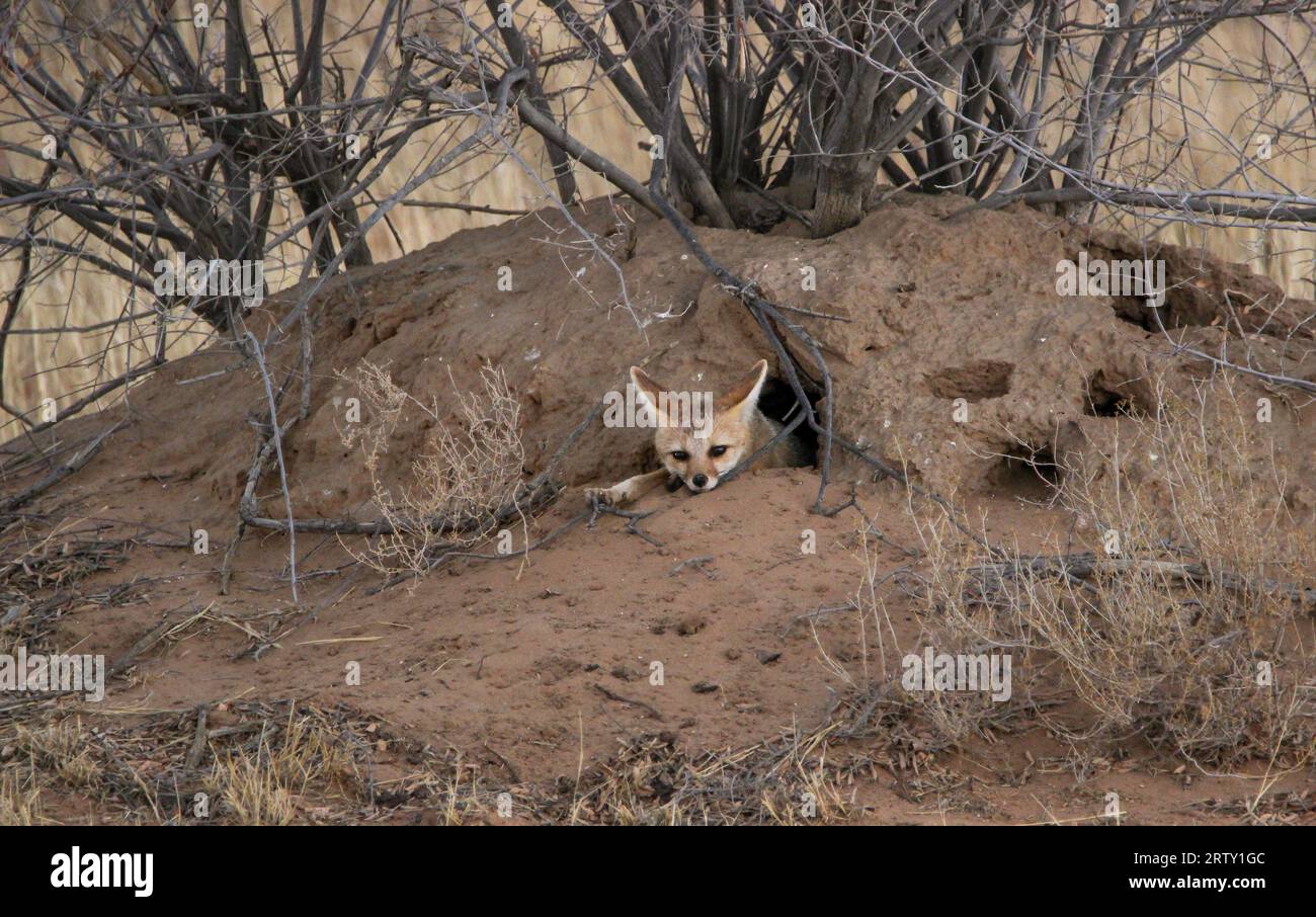 Cape Fox in its den, Kgalagadi, Kalahari, South Africa Stock Photo - Alamy
