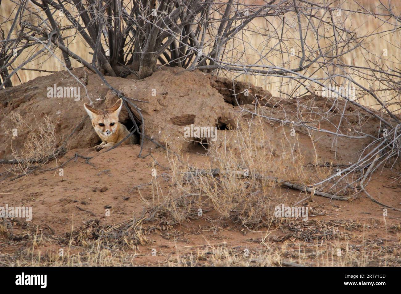 Cape Fox in its den, Kgalagadi, Kalahari, South Africa Stock Photo - Alamy