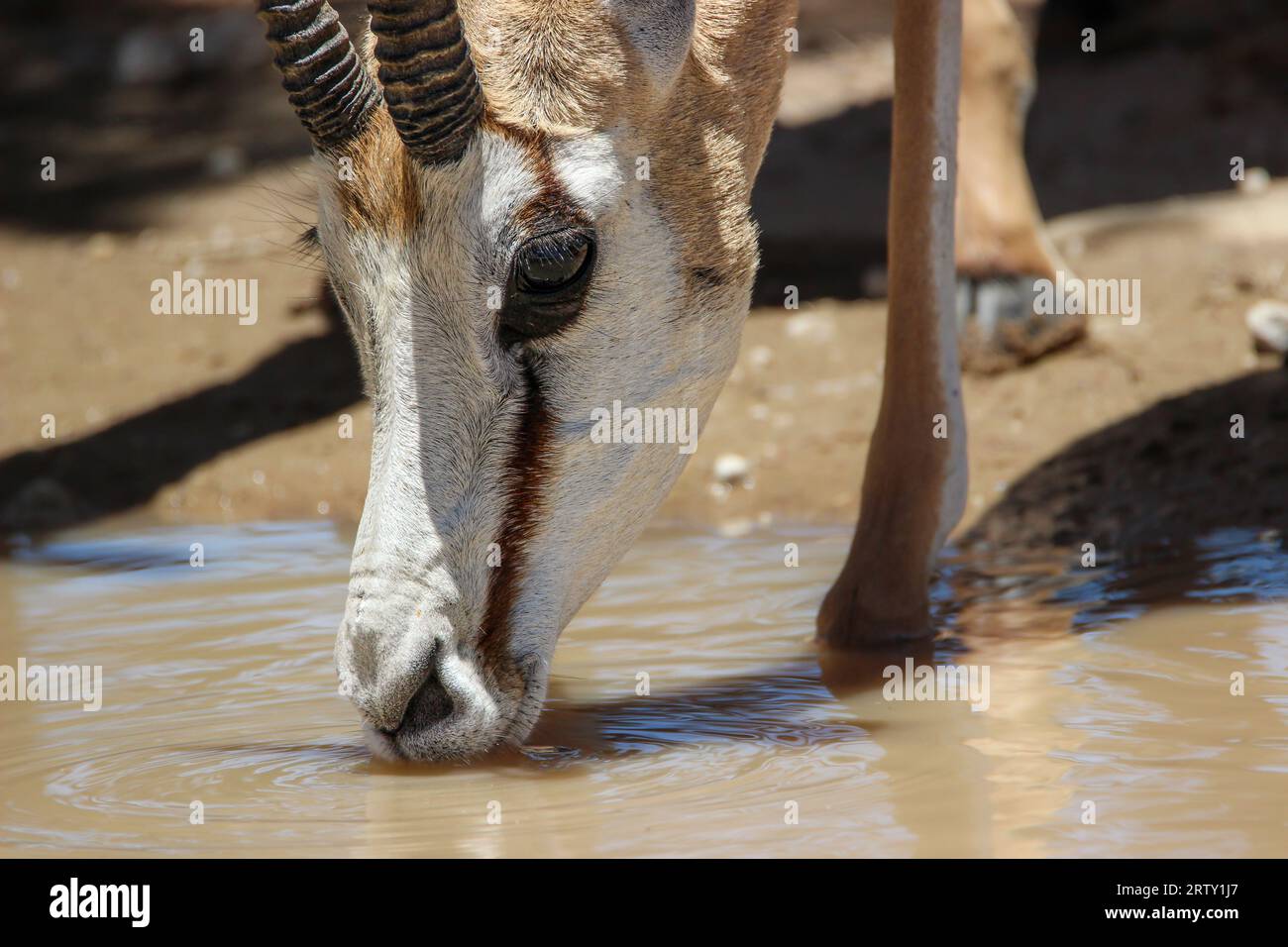 Springbok drinking water in the Kgalagadi, Kalahari, South Africa Stock ...