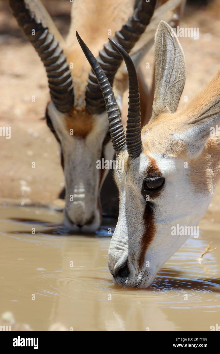 Springbok drinking water in the Kgalagadi, Kalahari, South Africa Stock ...