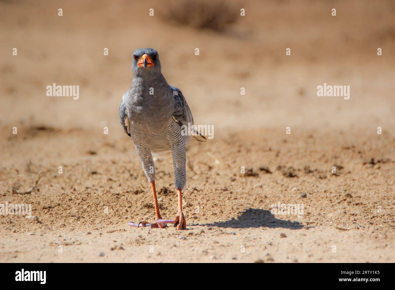 Reptile prey species hi-res stock photography and images - Alamy