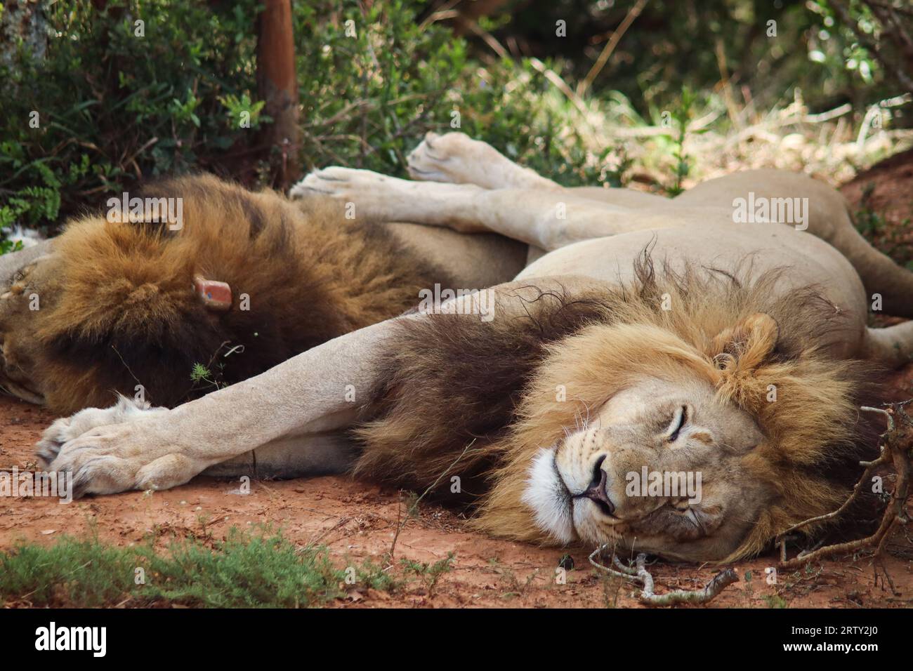 Two lions sleeping on safari Stock Photo - Alamy