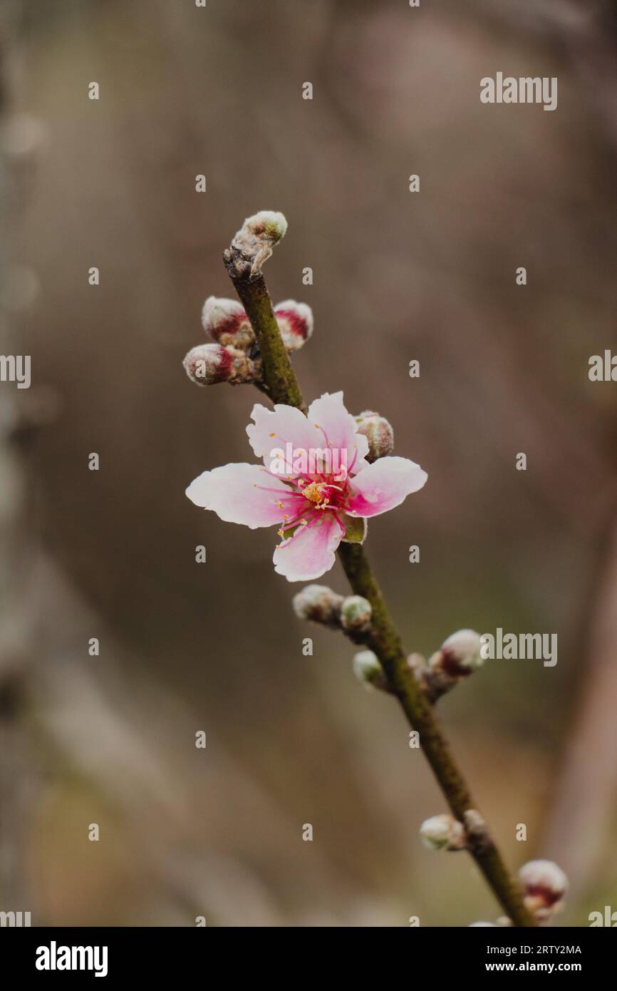 Peach flower tree hi-res stock photography and images - Alamy