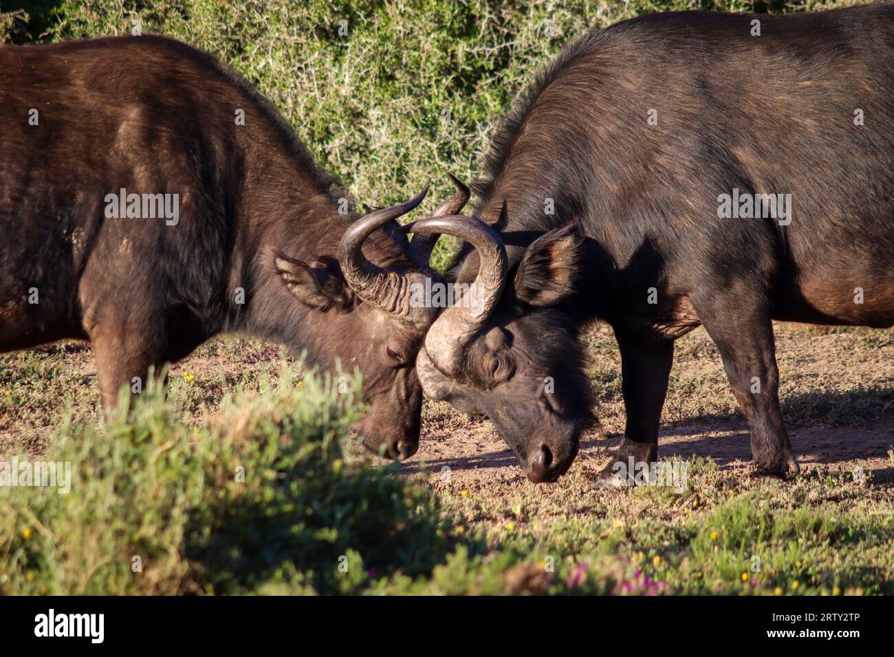 two water buffalos fighting Stock Photo - Alamy