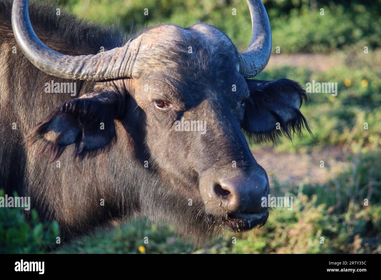 Buffalo chewing grass in hi-res stock photography and images - Alamy
