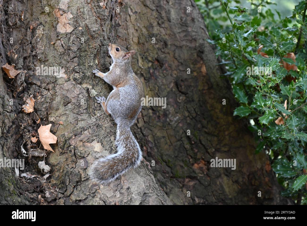 100 most invasive species hi-res stock photography and images - Alamy