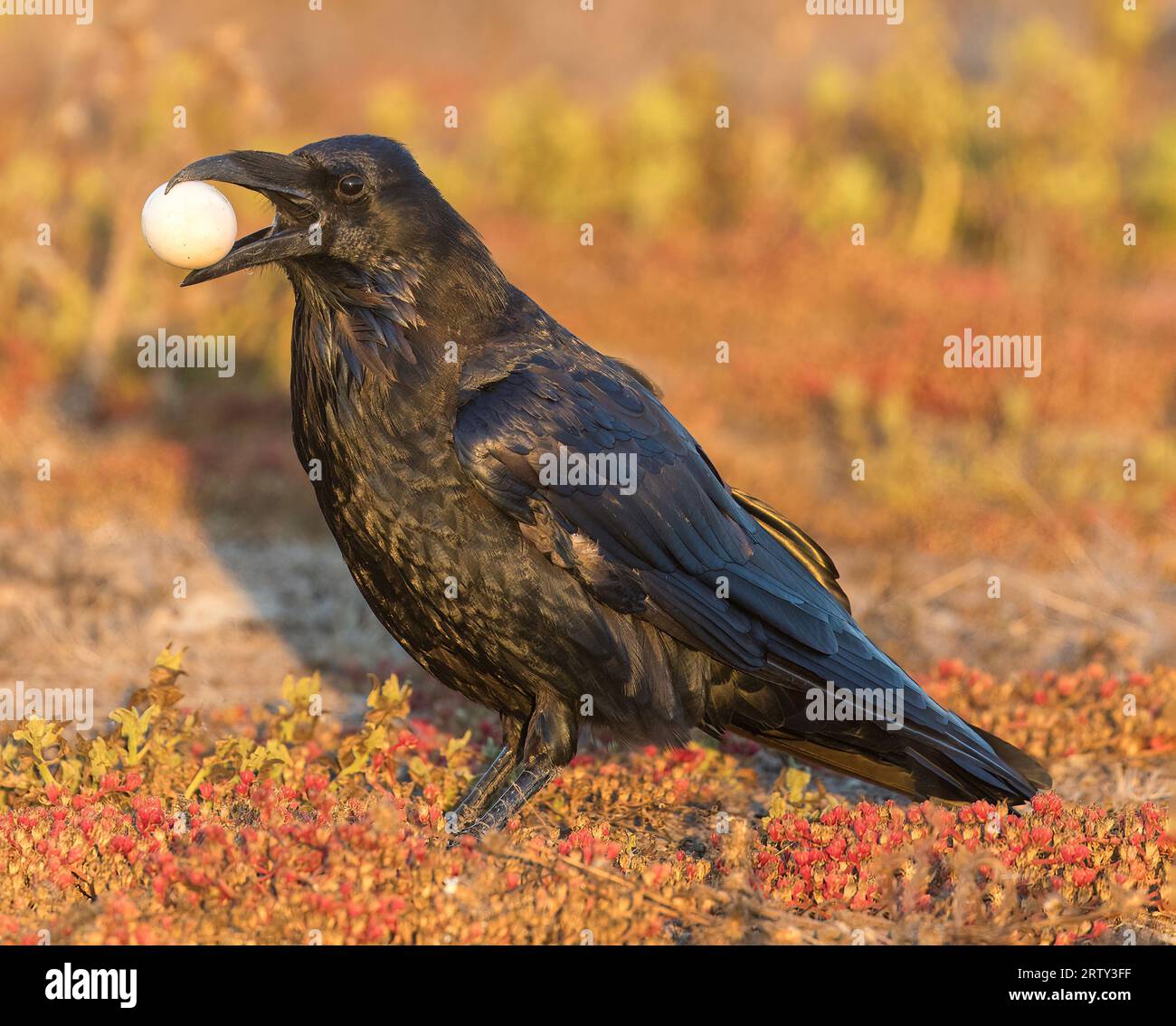 Common Raven with an egg stolen from unguarded birds nest. Palo Alto ...
