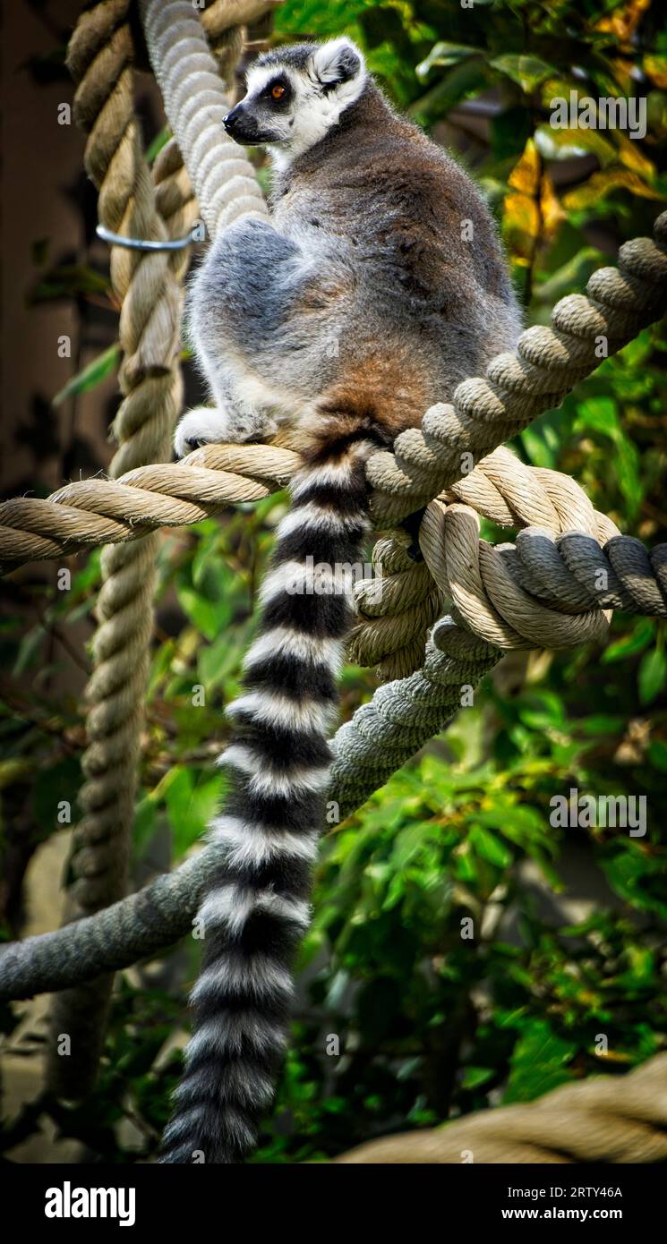 Ring tailed lemur Calgary Zoo Alberta Stock Photo - Alamy