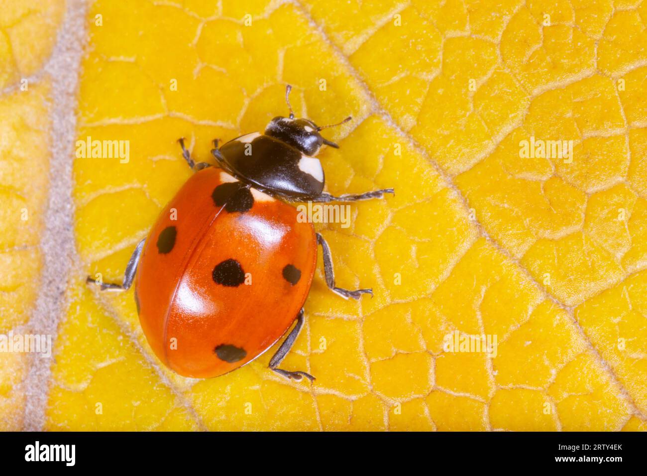 Closeup ladybug walking on hi-res stock photography and images - Alamy