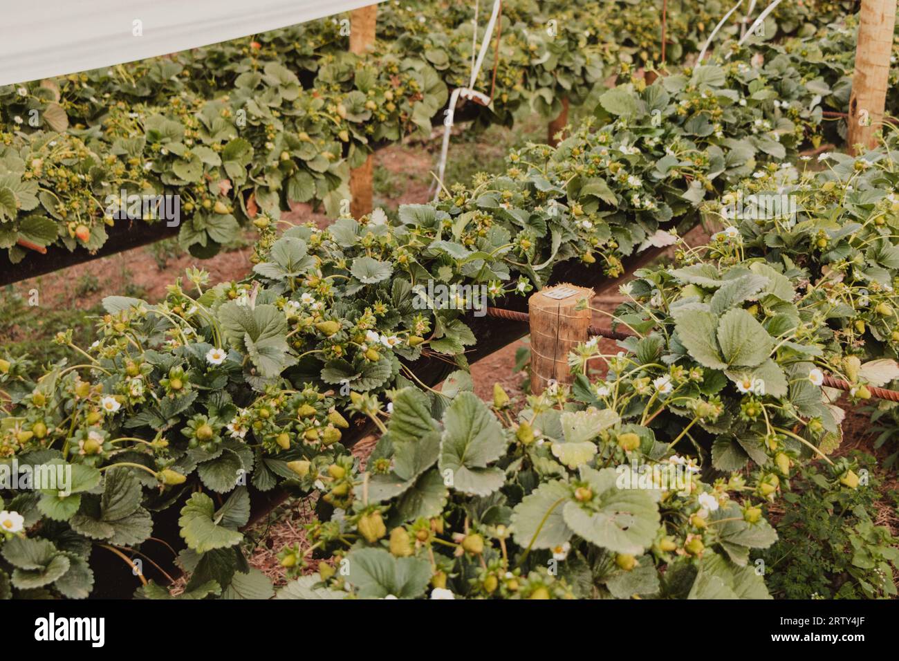 Fresh strawberry fruits hi-res stock photography and images - Alamy