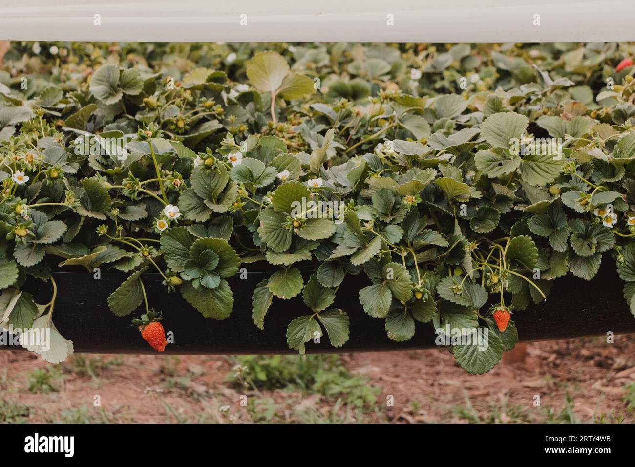 strawberry fruit plantation landscape view Stock Photo - Alamy