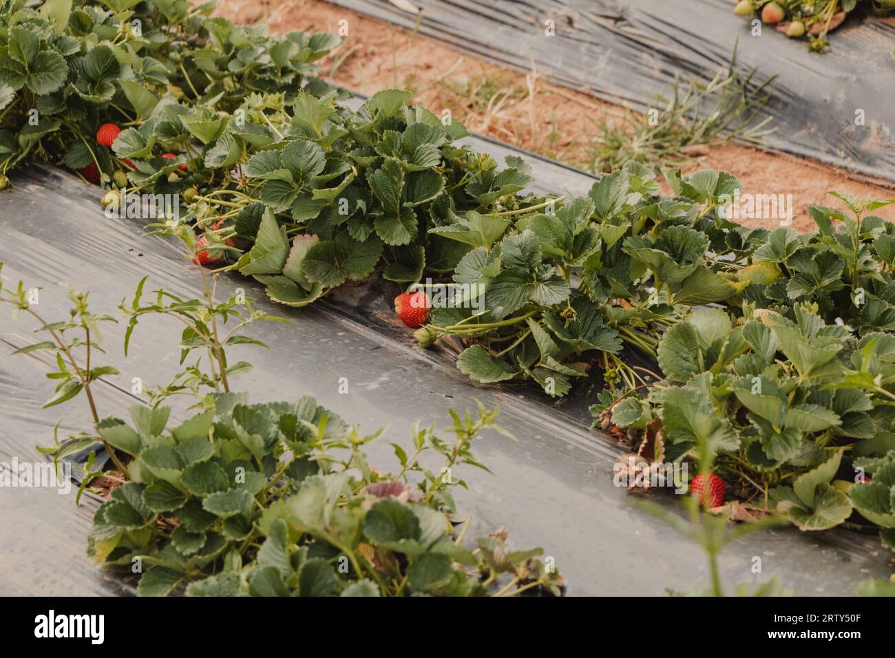 Fresh strawberry seedling growing hi-res stock photography and images ...