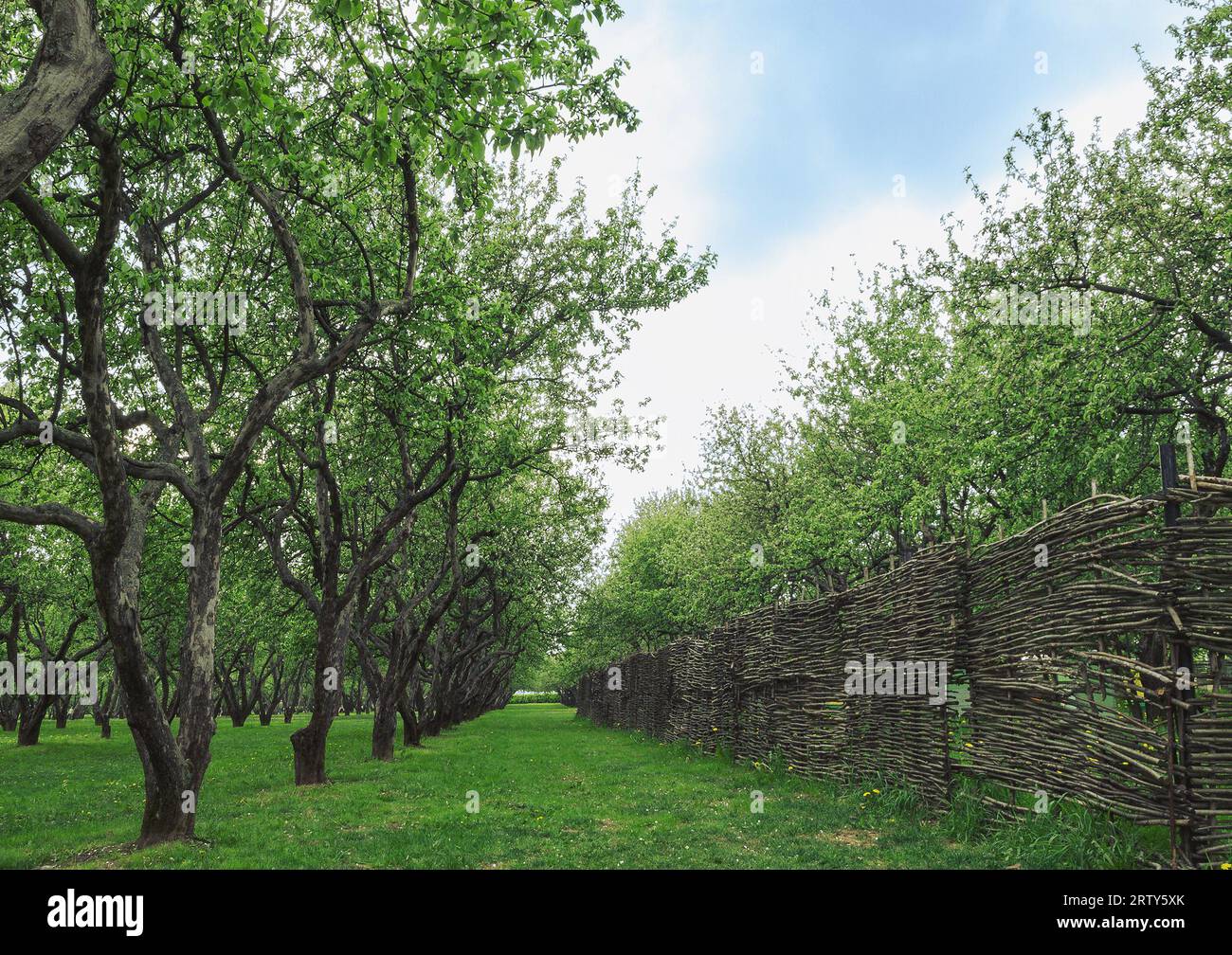 apple tree garden with wickerwork woven fence Stock Photo - Alamy