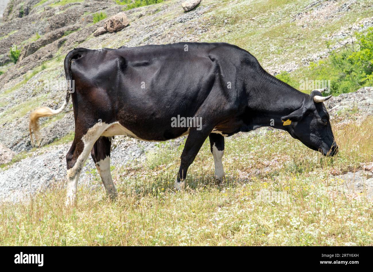 Side view of black cow Stock Photo - Alamy