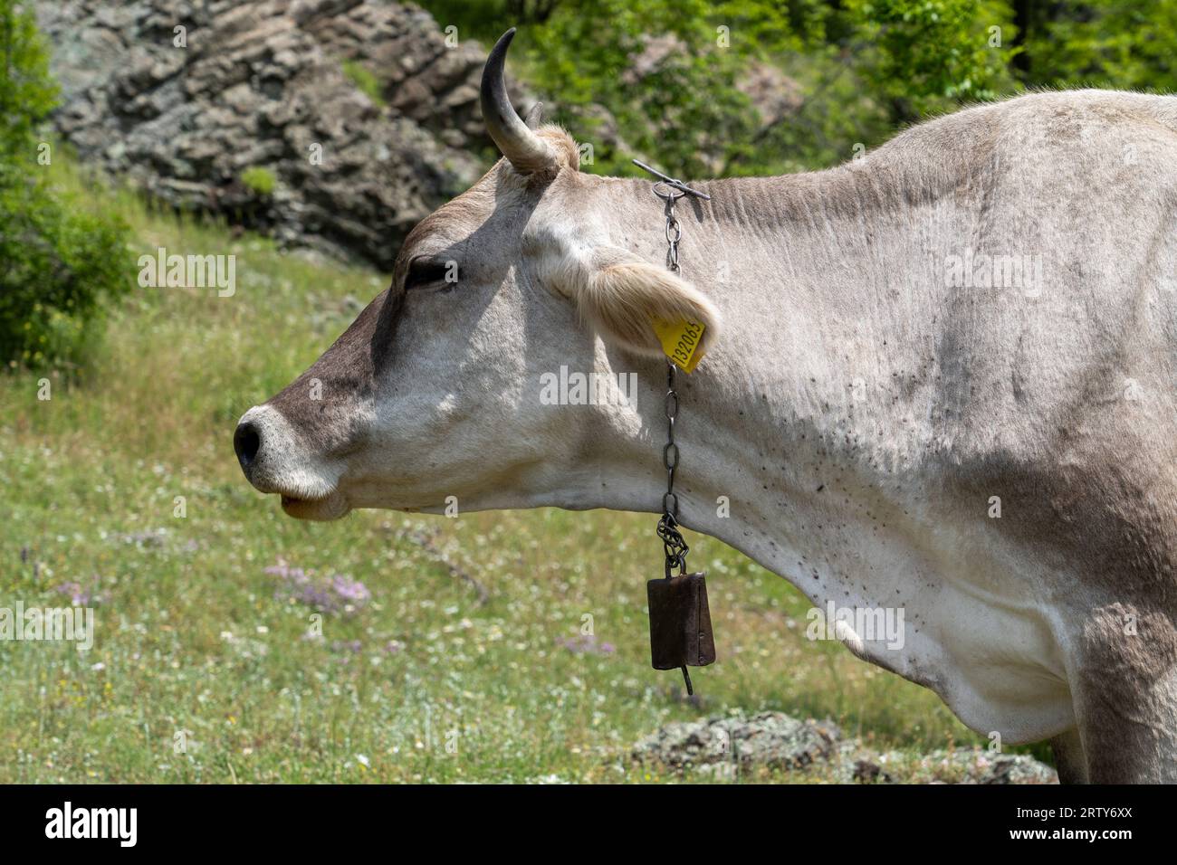 Grey cattle calf hi-res stock photography and images - Alamy