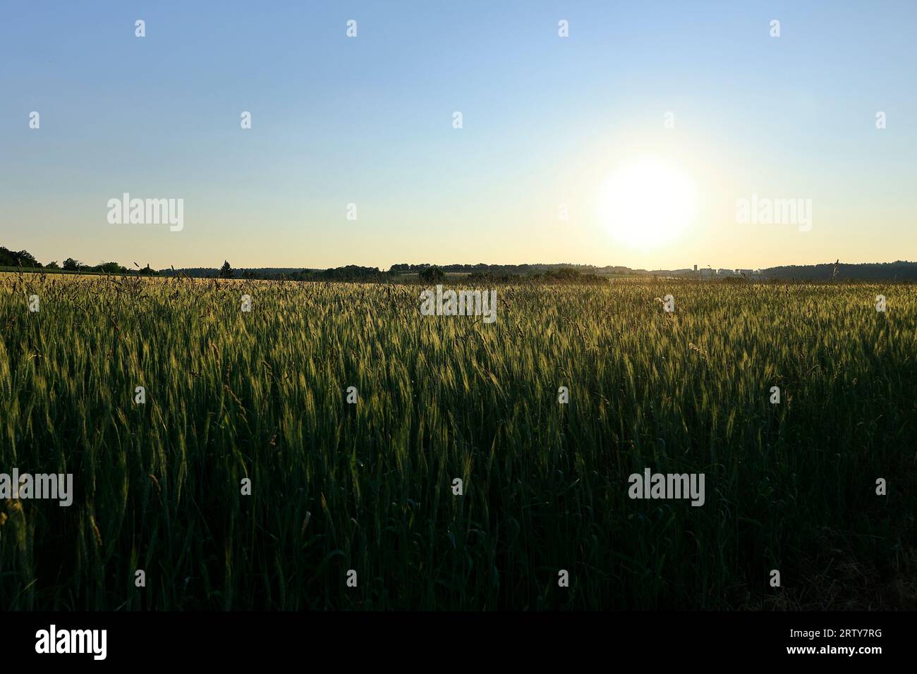 Sun in sky over field hi-res stock photography and images - Alamy