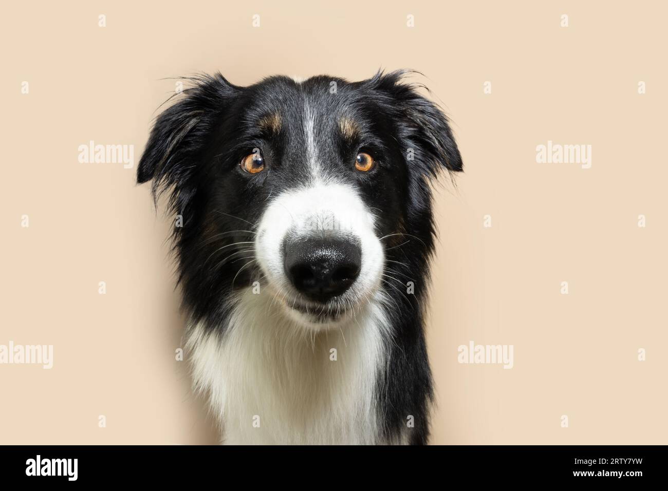 Portrait angry border collie puppy dog making a funny face. Isolated on ...