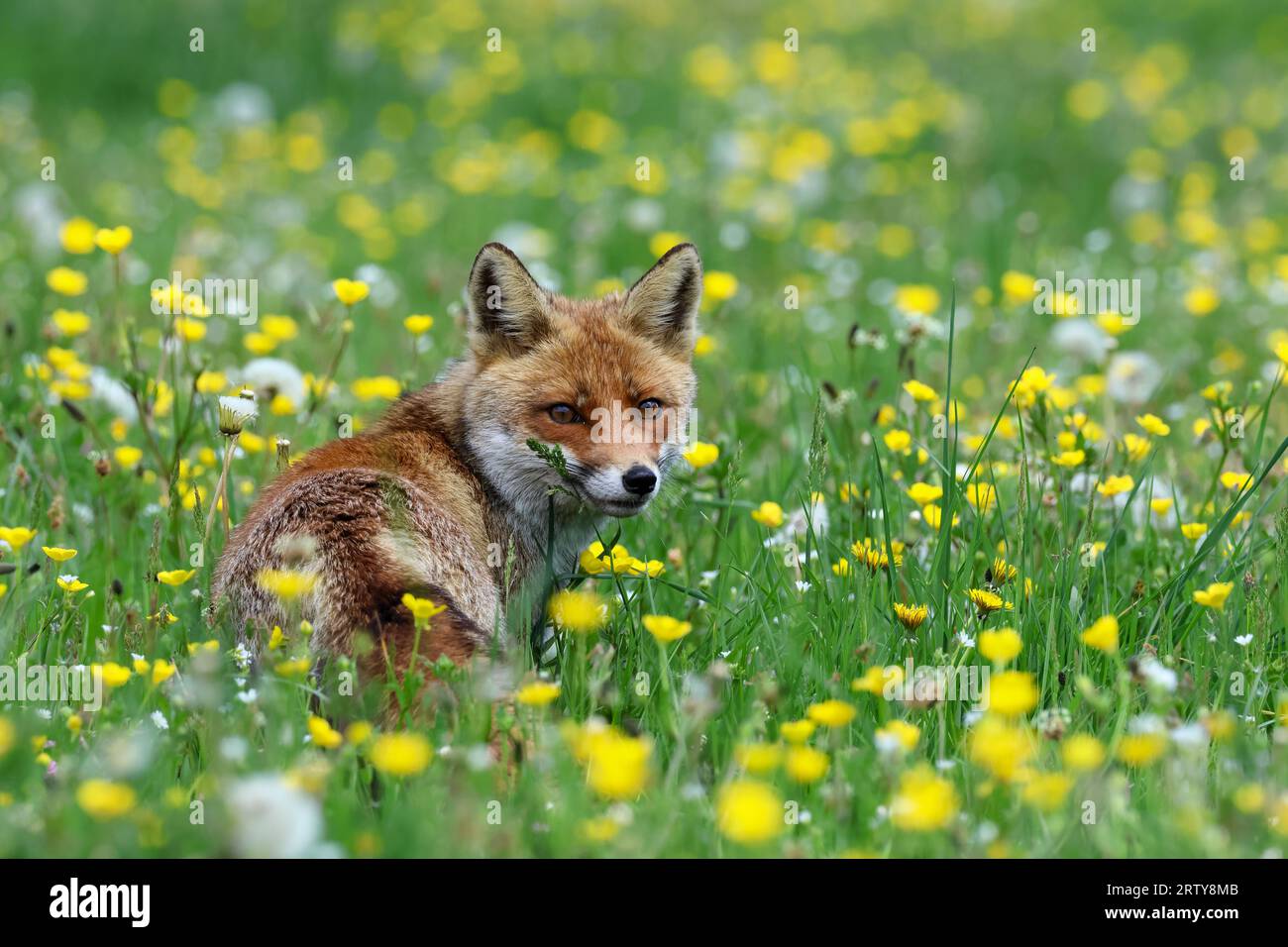 Red fox spring hi-res stock photography and images - Alamy