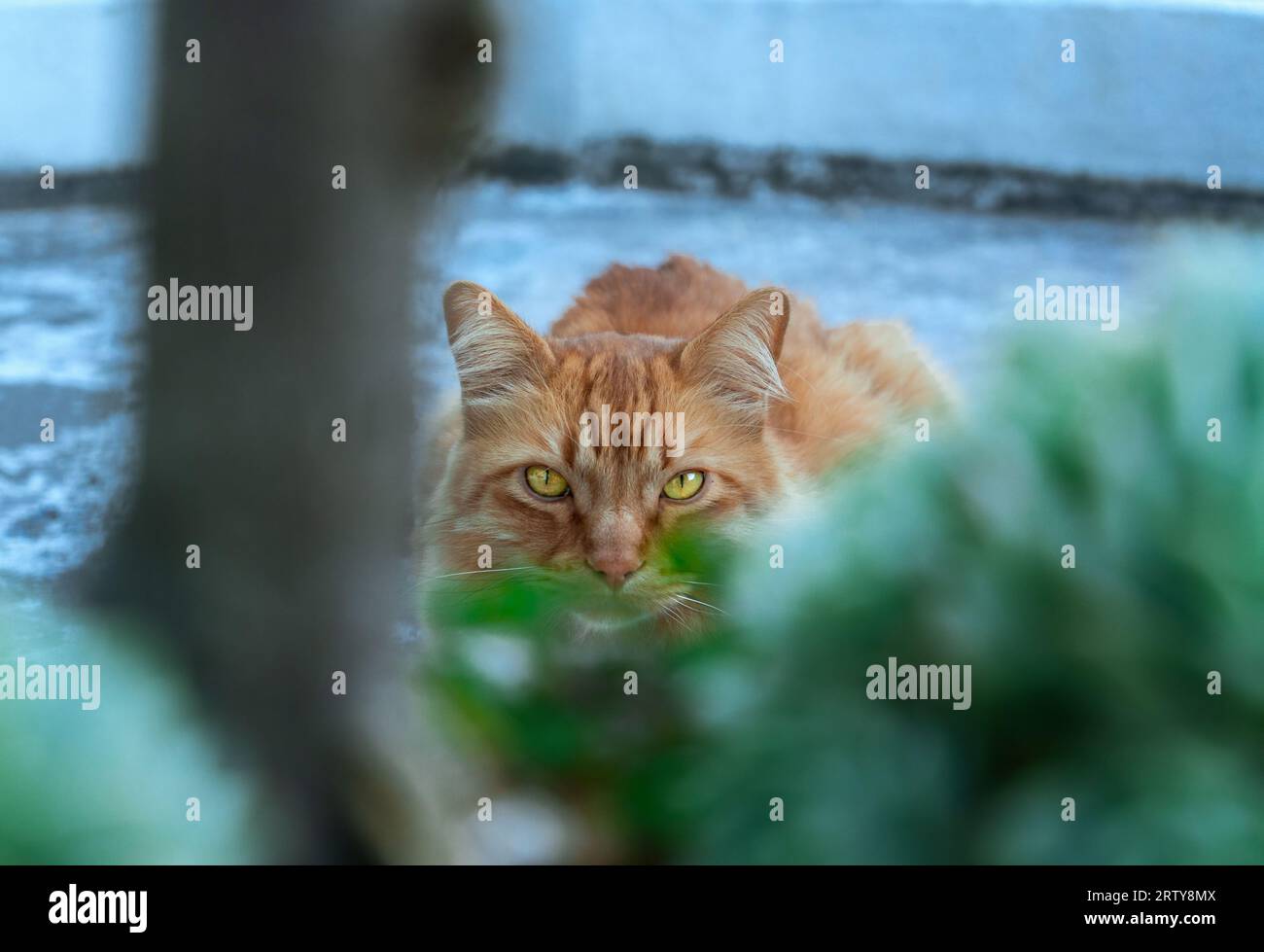 Intense close - up portrait if an orange yellow cat gazing powerfully ...
