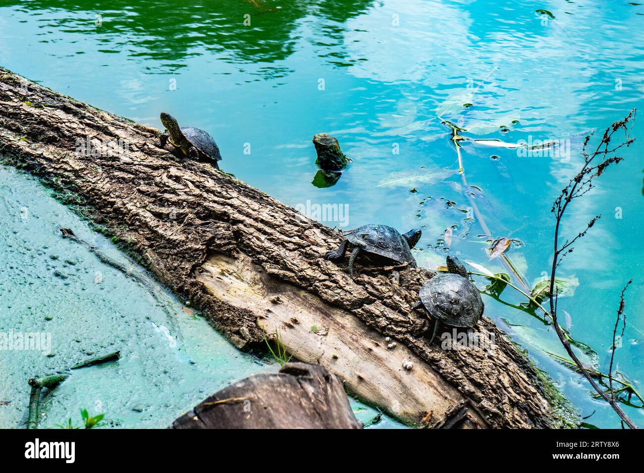 Several river turtles are sitting on a tree and basking in the sun ...