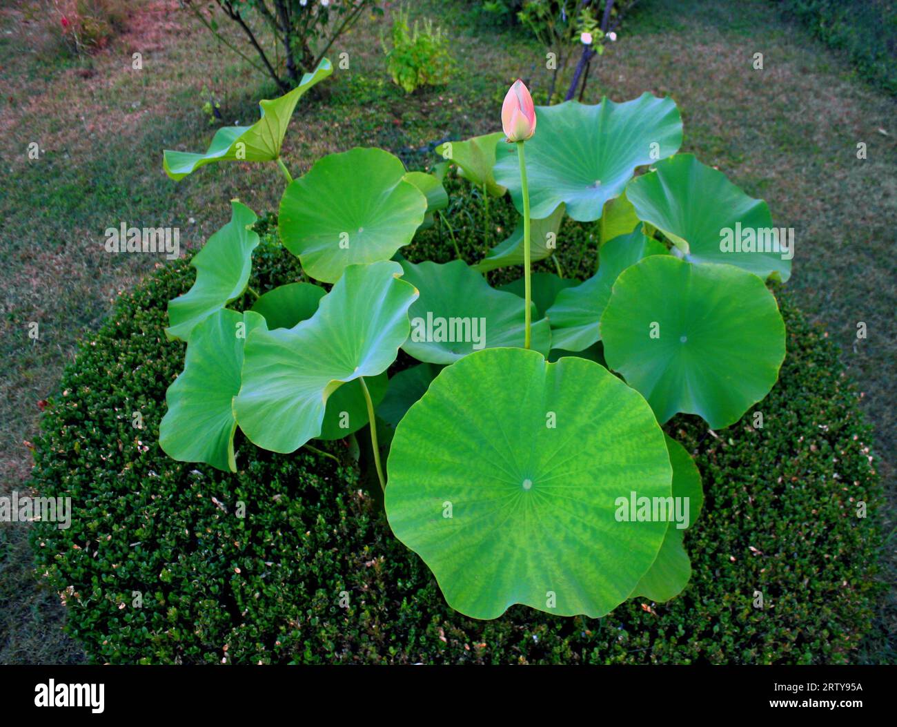 Nelumbo nucifera, also known as Sacred lotus, Indian lotus Stock Photo ...