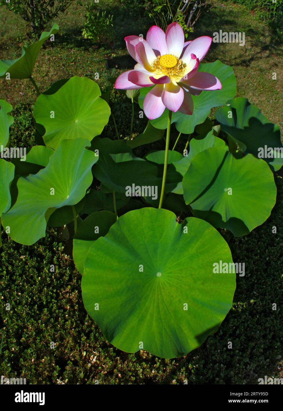 Nelumbo nucifera, also known as Sacred lotus, Indian lotus Stock Photo ...