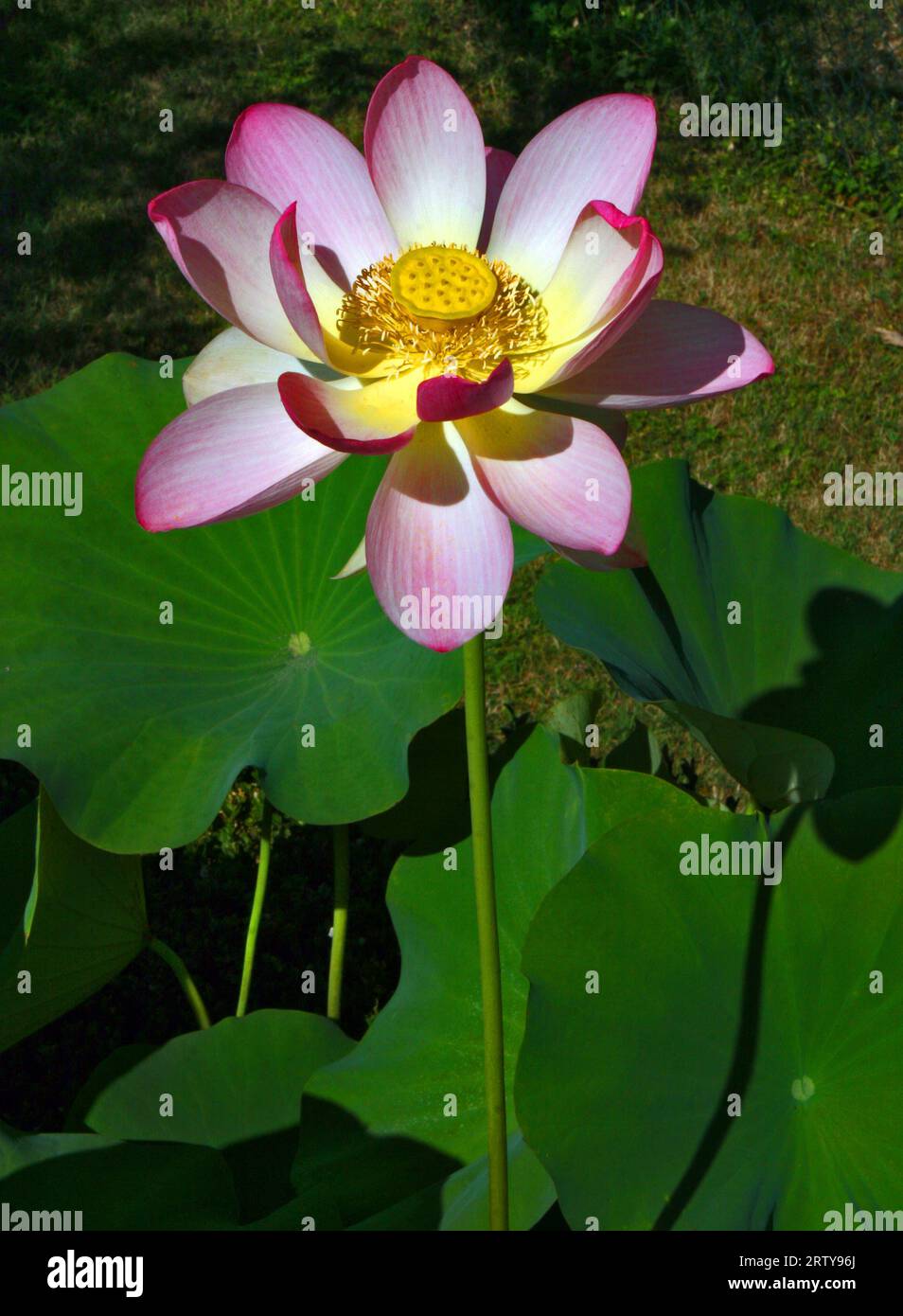 Nelumbo nucifera, also known as Sacred lotus, Indian lotus Stock Photo ...