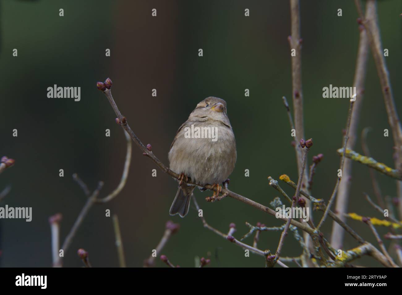 Gorgeous Passer domesticus Family Passeridae Genus Passer House sparrow ...