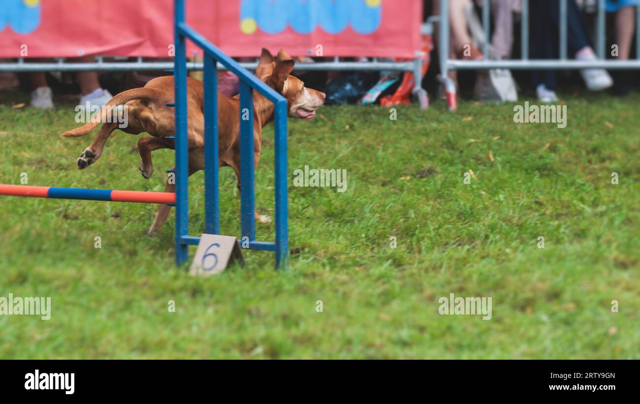 Dog running on a green grass field, passing through obstacles, tube ...