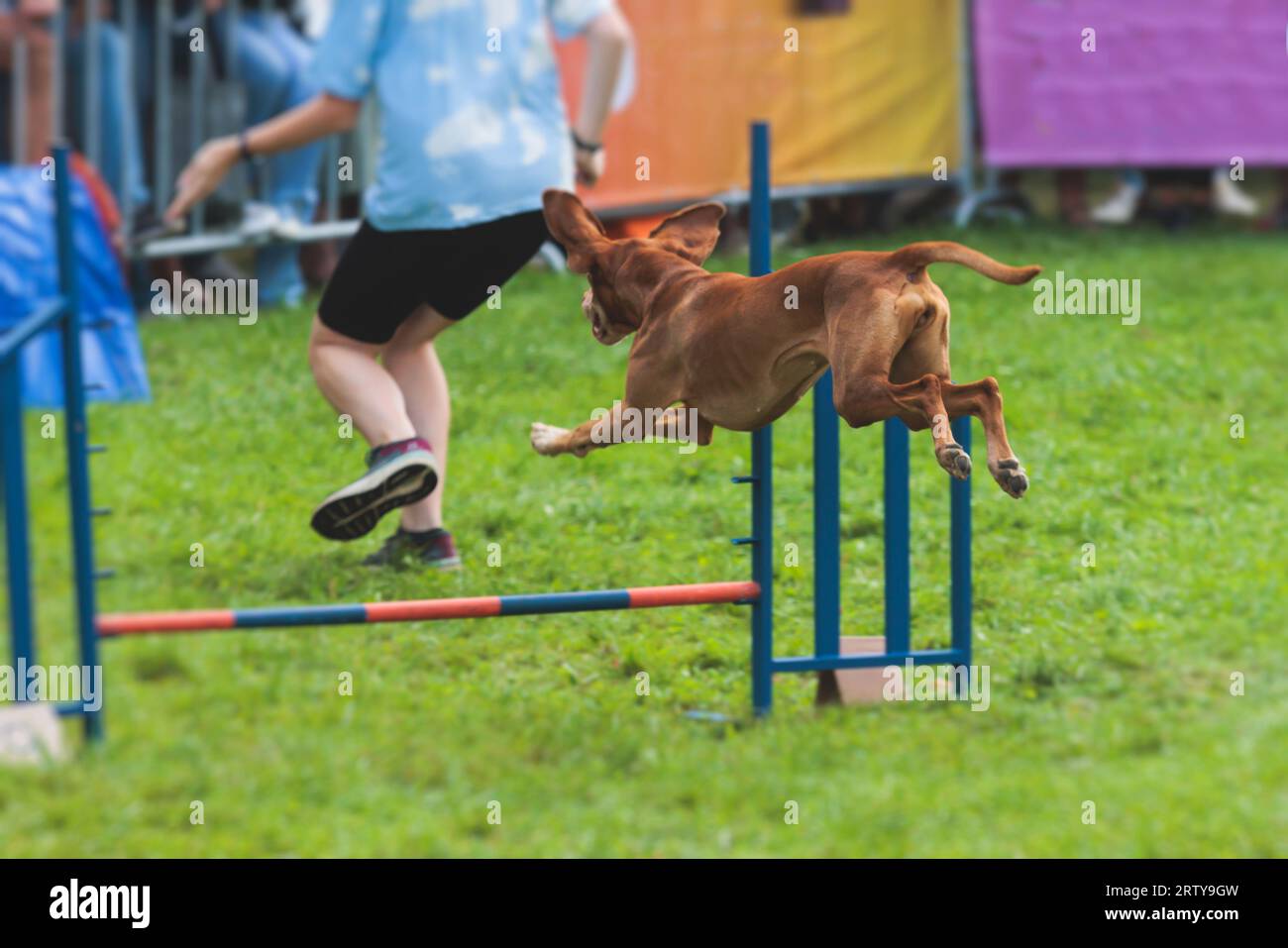 Dog running on a green grass field, passing through obstacles, tube ...