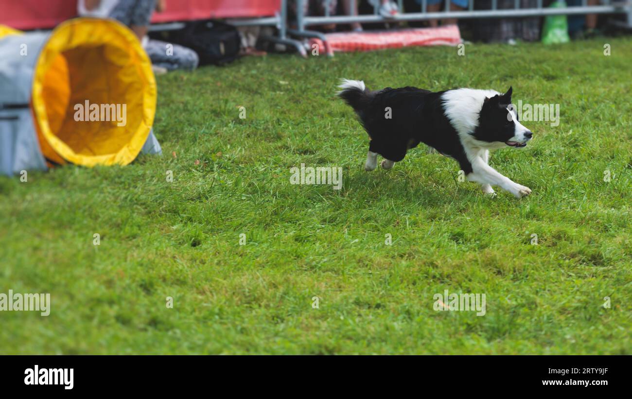Dog running on a green grass field, passing through obstacles, tube ...