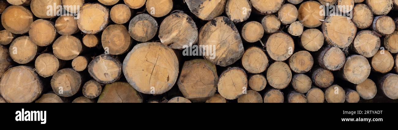 Large panorama pine forest hi-res stock photography and images - Alamy