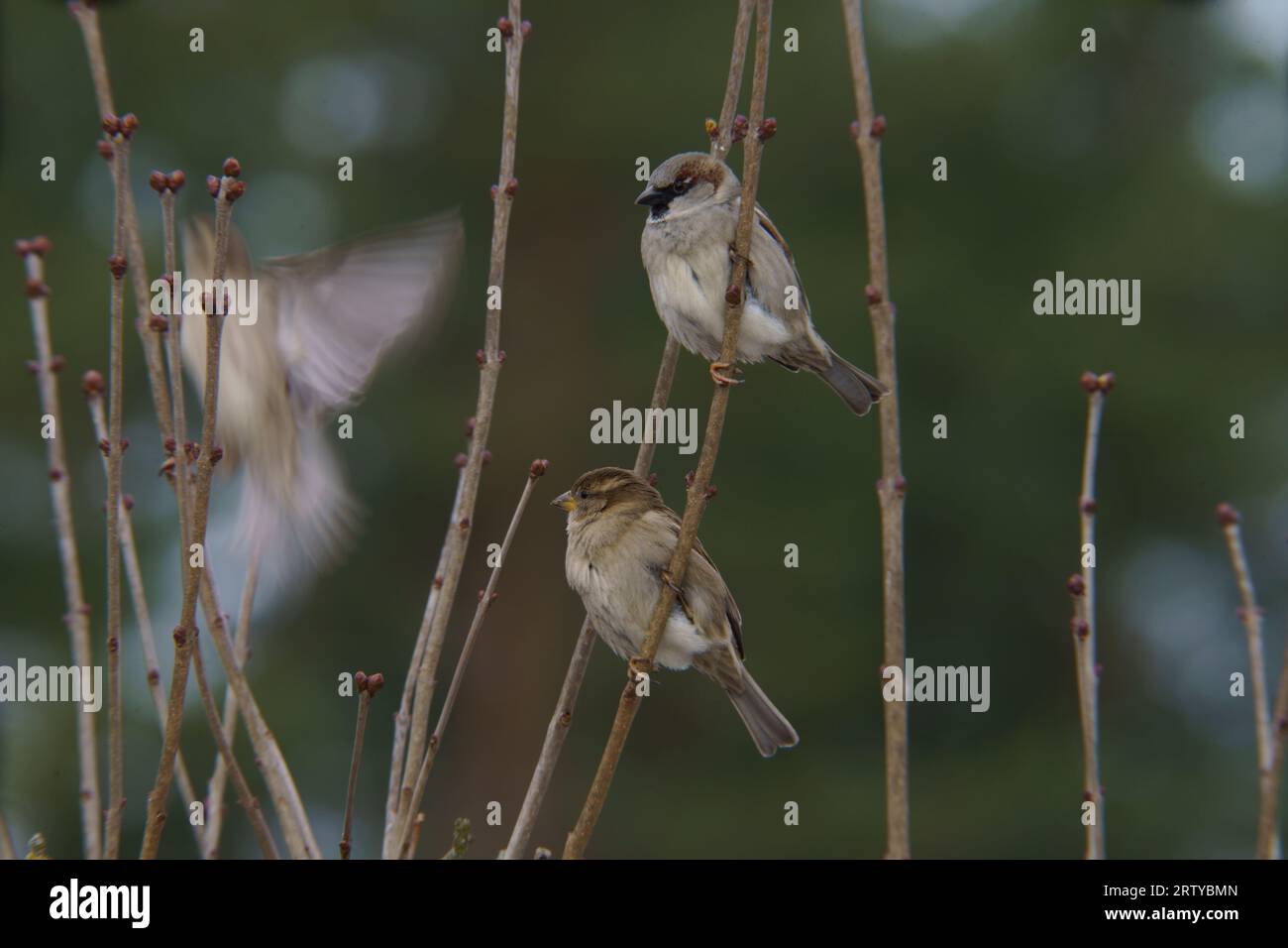 Gorgeous Passer domesticus Family Passeridae Genus Passer House sparrow ...