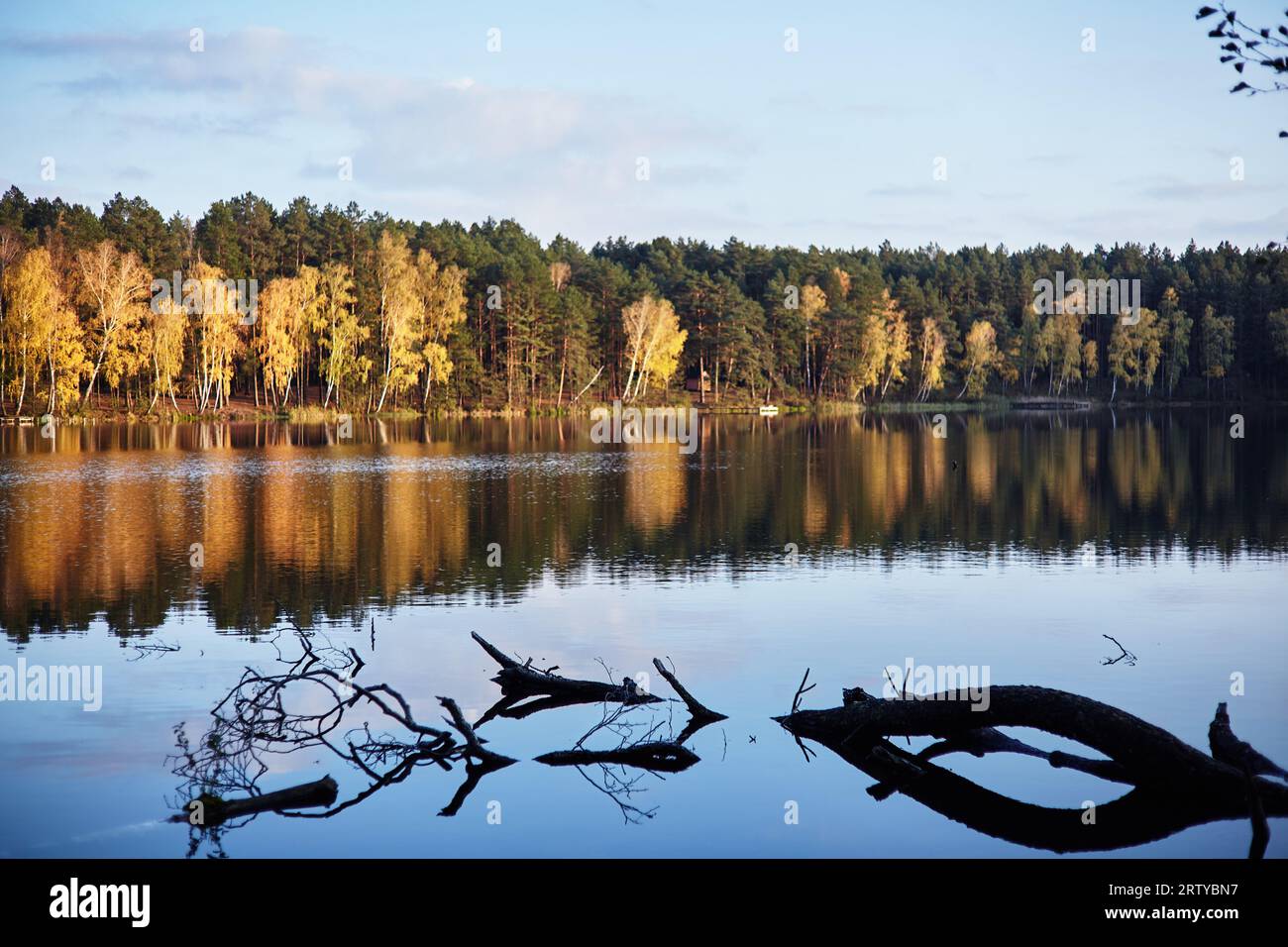 Autumn landscape. The tree fell into the water Stock Photo - Alamy