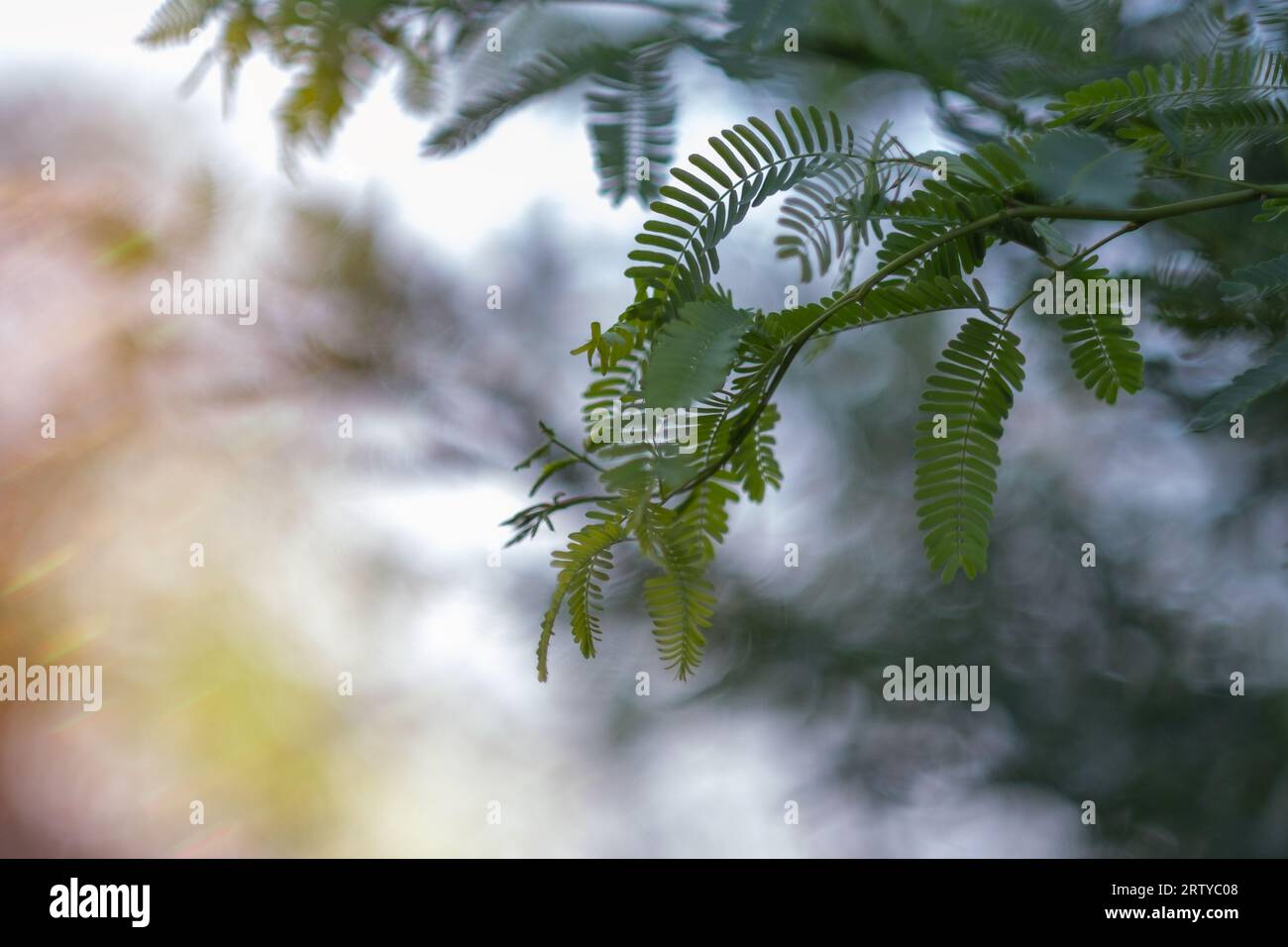 Green Leaves Amid Blurred Garden Scenery: Space for Text, Expressing ...