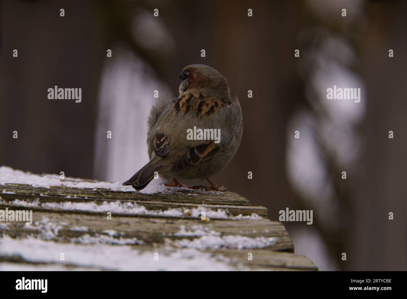 Gorgeous Passer domesticus Family Passeridae Genus Passer House sparrow ...