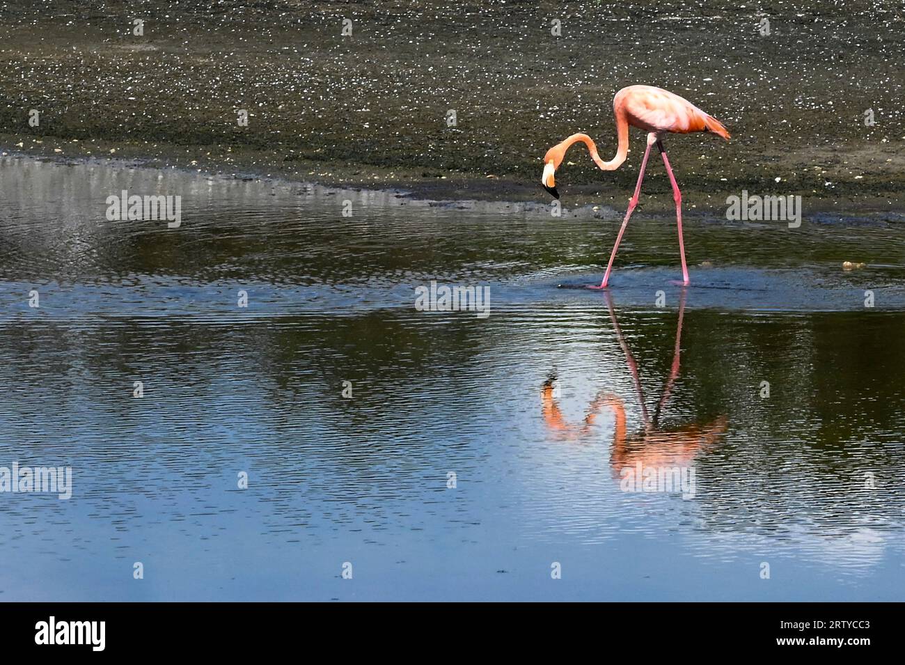 Idalia flamingo hi-res stock photography and images - Alamy