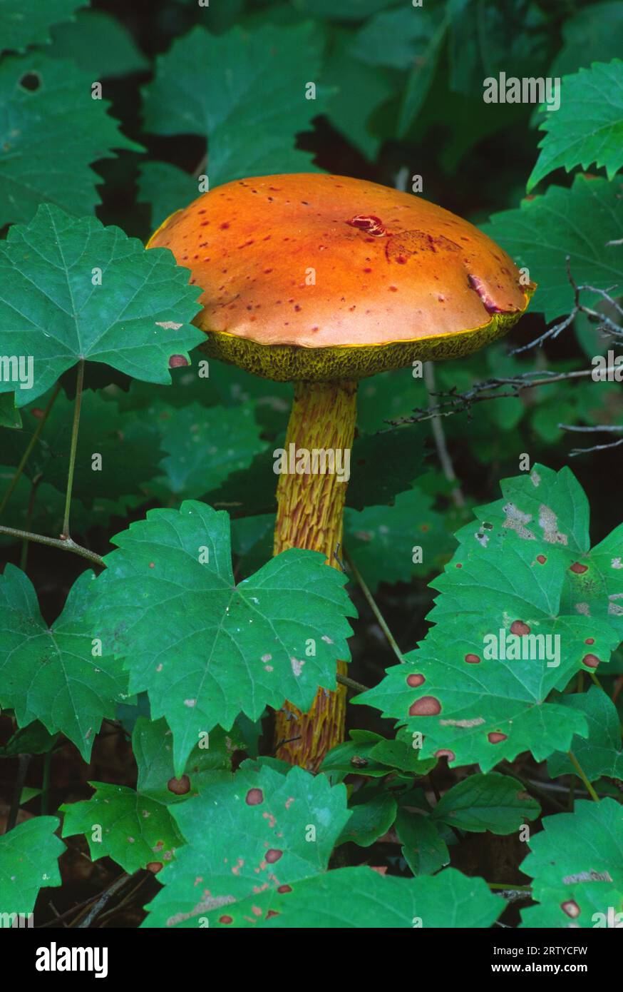 Cheaha state park hi-res stock photography and images - Alamy