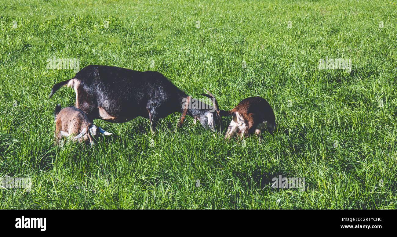 An animal with offspring hi-res stock photography and images - Alamy