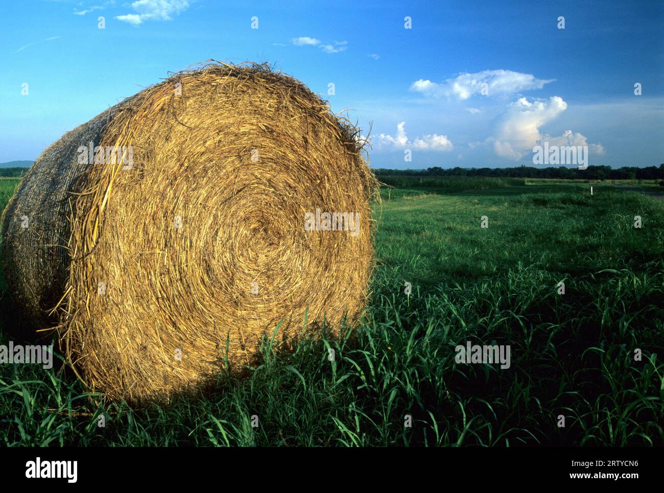 Hay, Holla Bend National Wildlife Refuge, Arkansas Stock Photo - Alamy