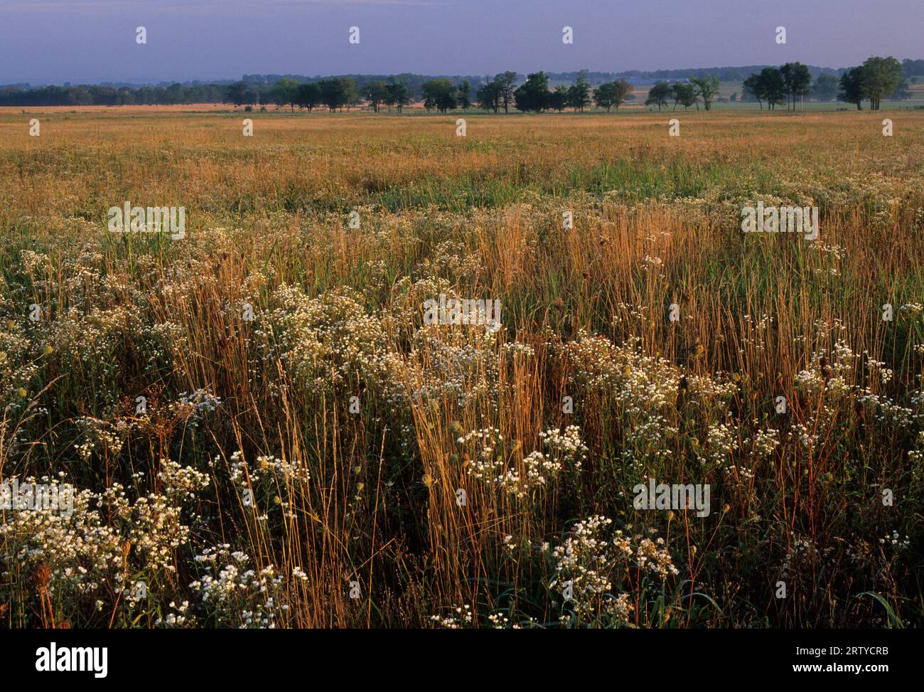 Prairie, Prairie Grove Battlefield State Park, Arkansas Stock Photo - Alamy