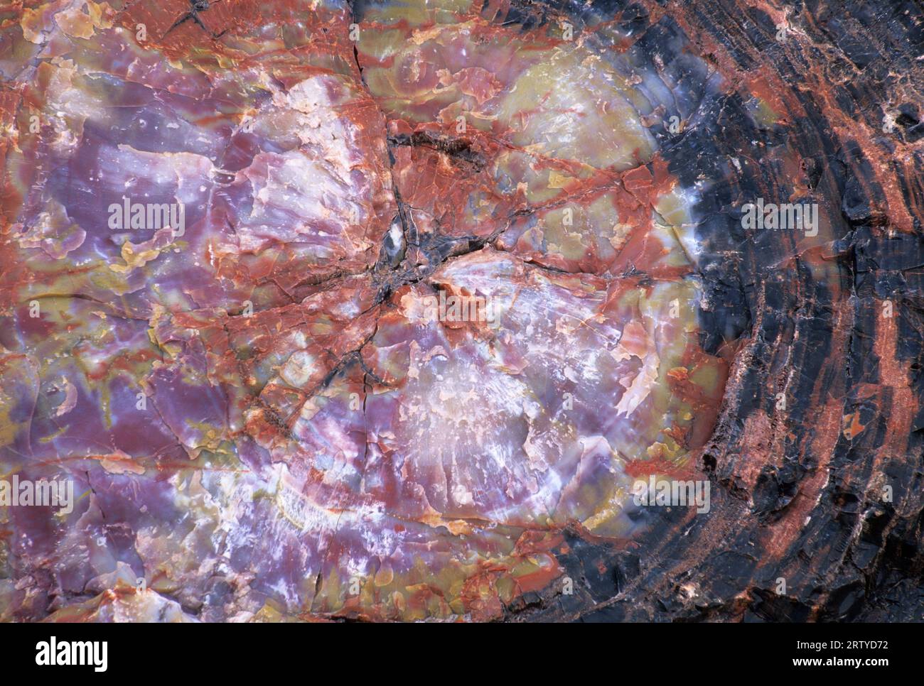 Petrified log detail along Agate House Trail, Petrified Forest National ...