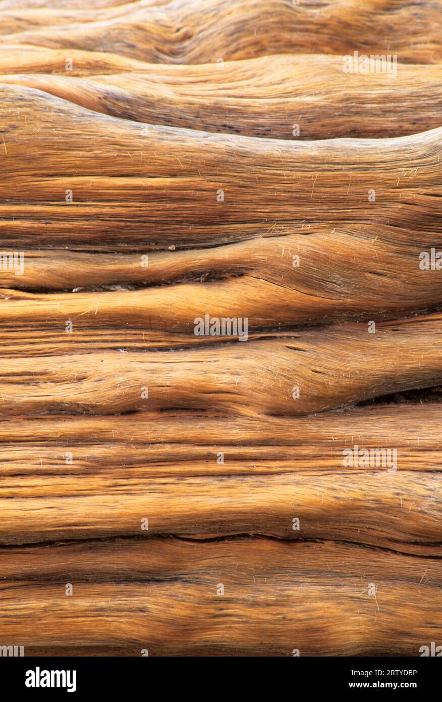 Saguaro cactus skeleton hi-res stock photography and images - Alamy