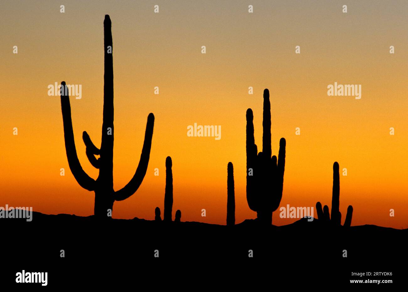 Saguaro sunset, Sonoran Desert National Monument, Arizona Stock Photo ...