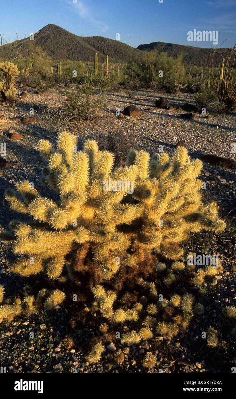 Cholla, Table Top Wilderness, Sonoran Desert National Monument, Arizona ...