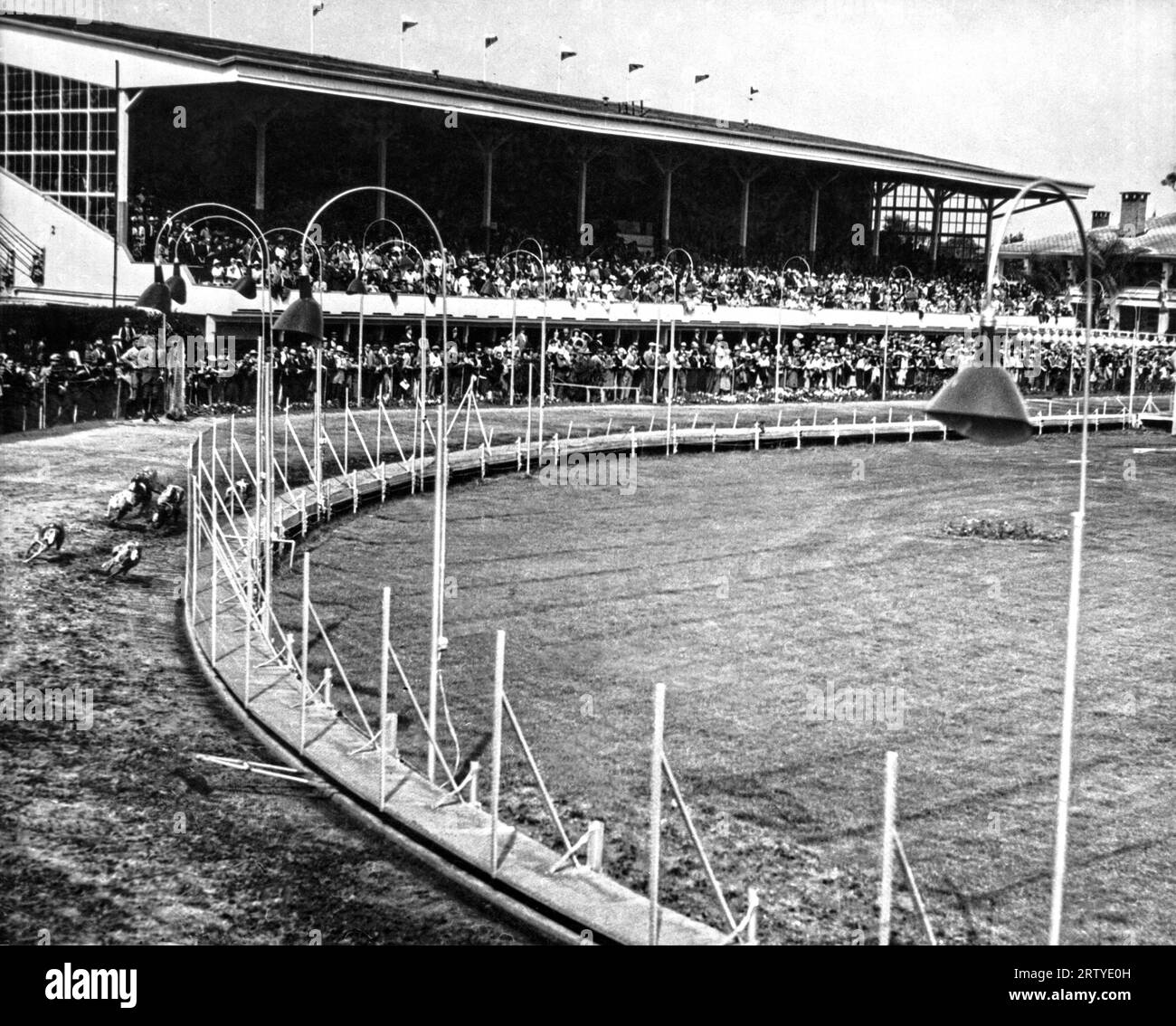 Rabbit and dog Black and White Stock Photos & Images - Alamy