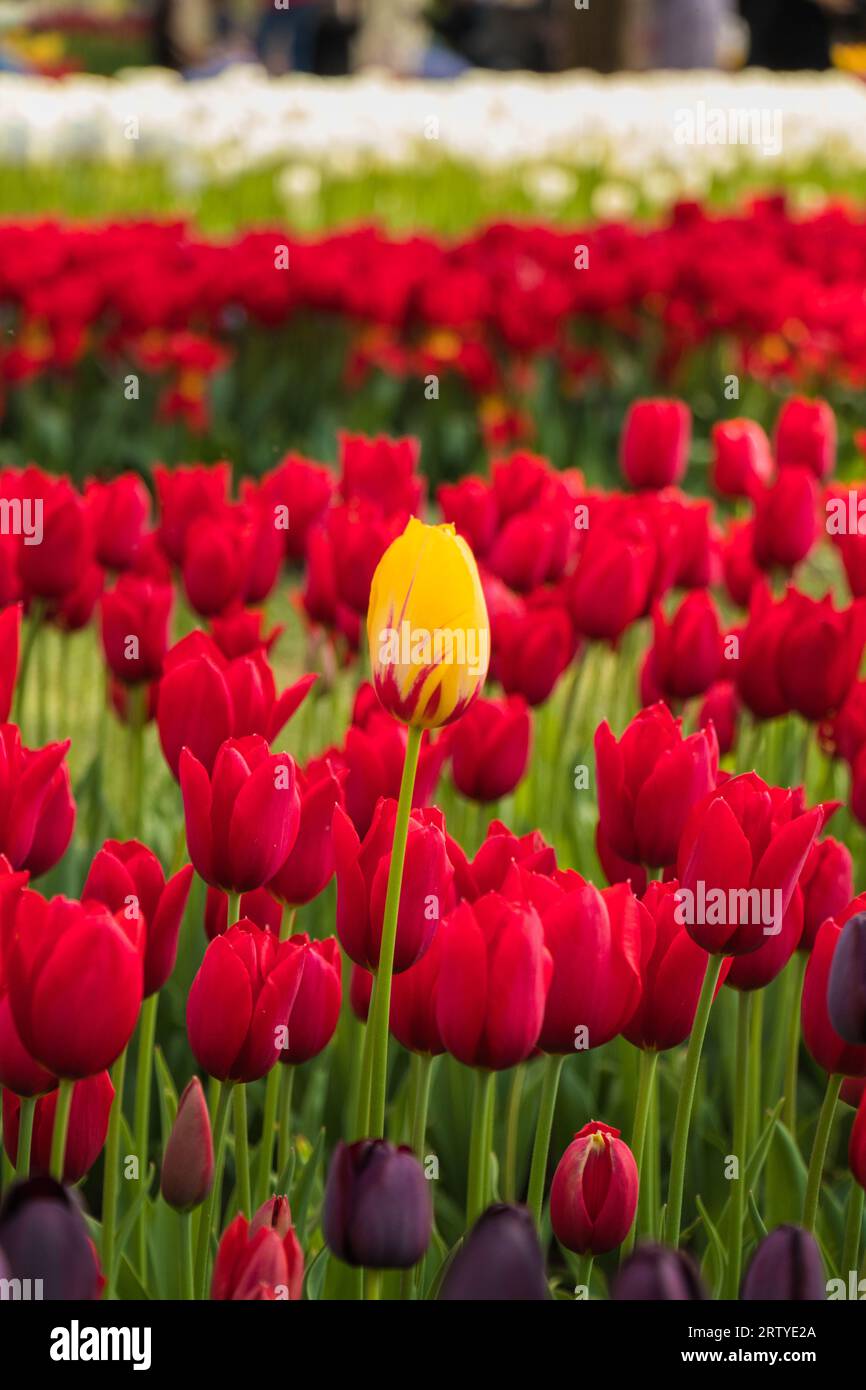Tulips park in Istanbul Stock Photo - Alamy